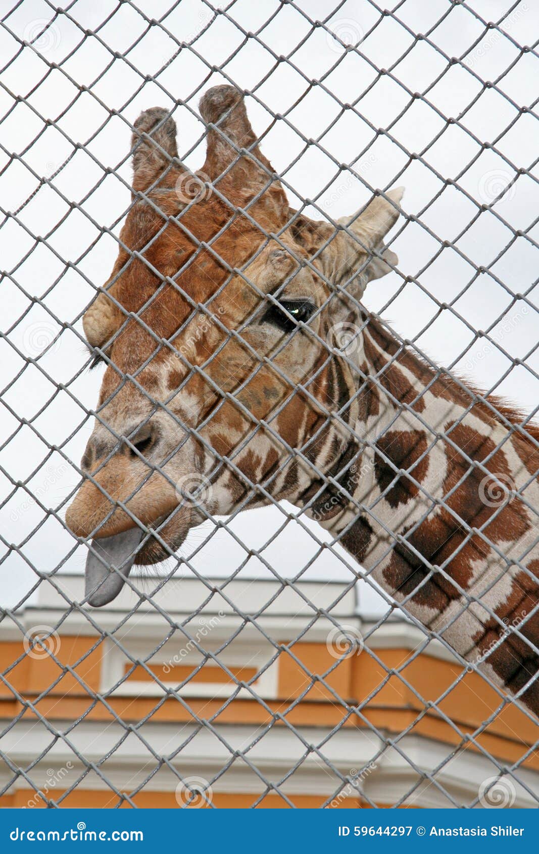 Giraffe Behind The Fence. Royalty-Free Stock Image | CartoonDealer.com ...