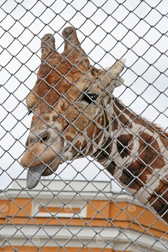Giraffe behind grid stock image. Image of nature, wildlife - 59644297