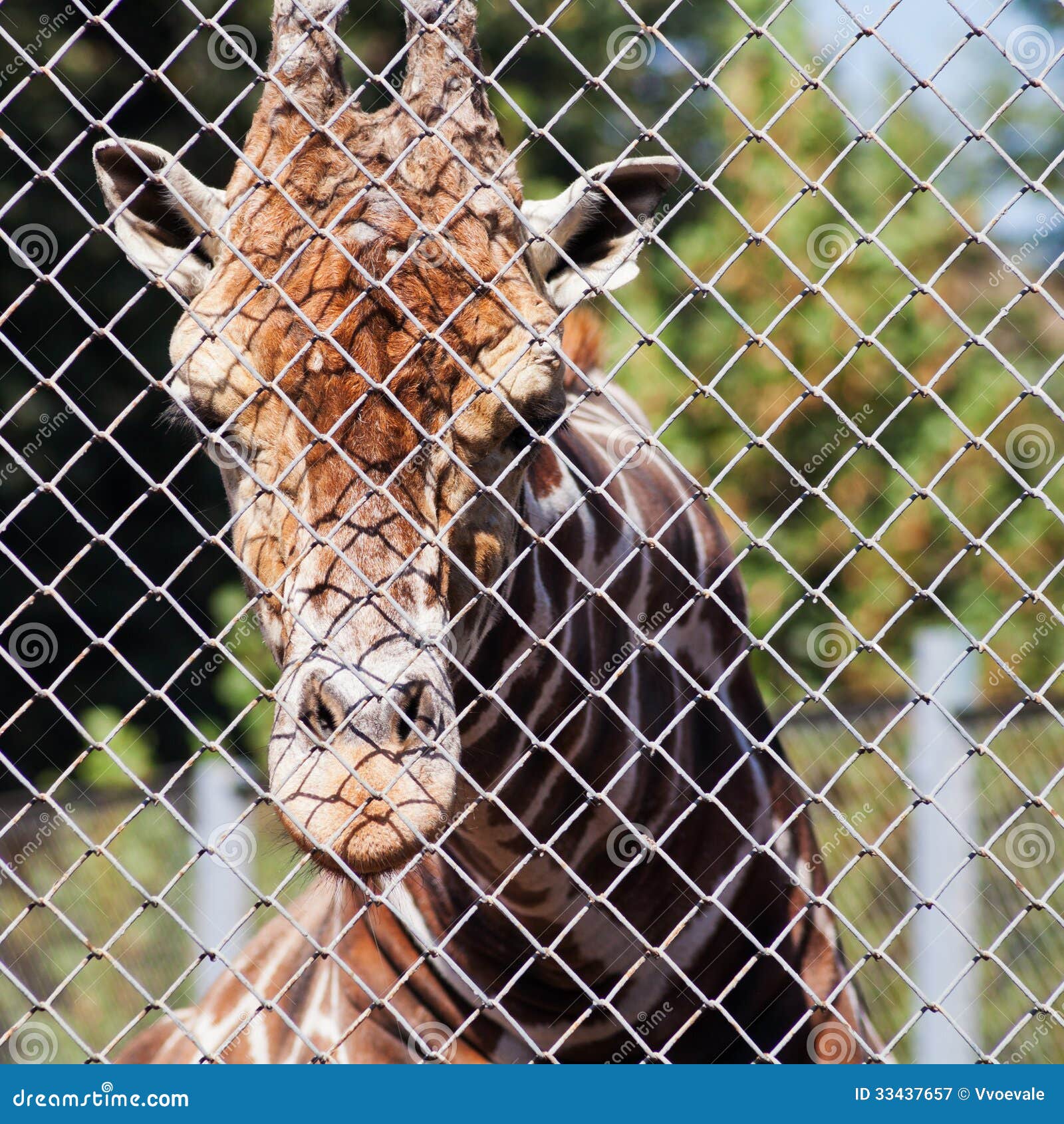 Giraffe At Zoo Behind Fence, Bars. Wild Animals In Captivity Royalty ...