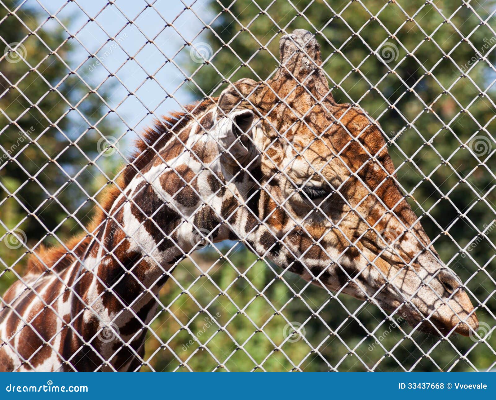 Giraffe Behind The Fence Of A Zoo Royalty-Free Stock Image ...