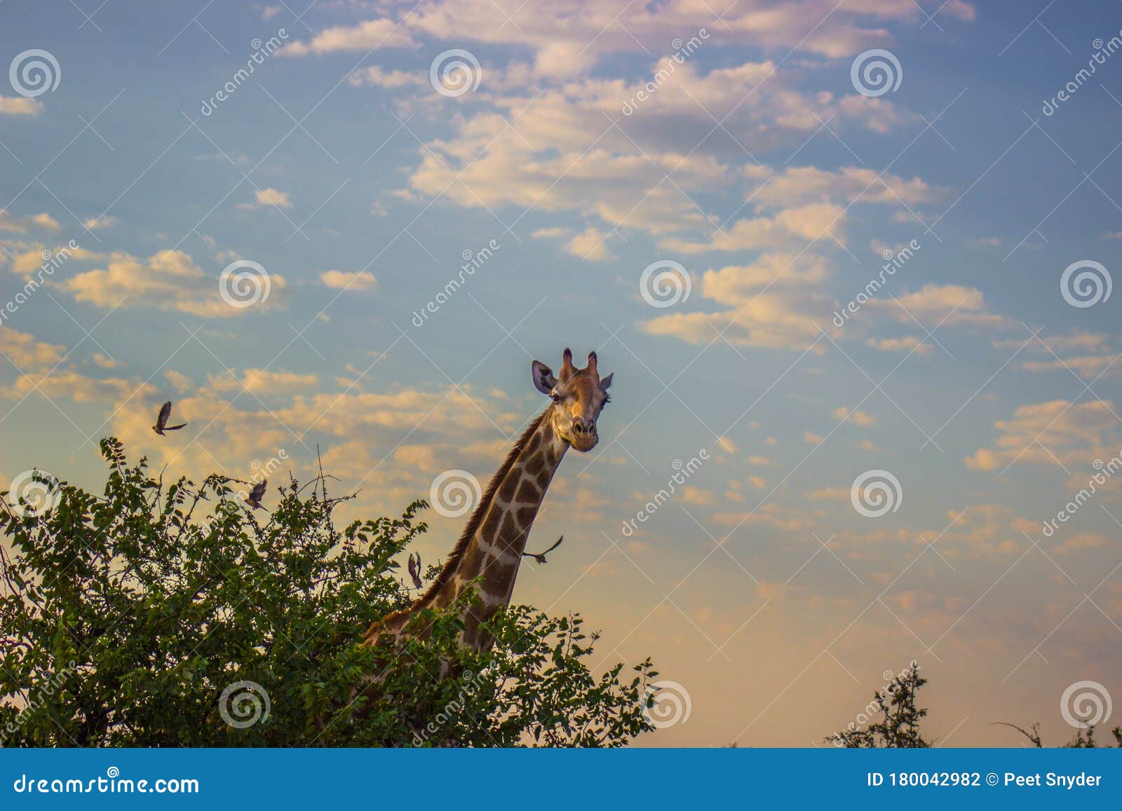 Giraffe Behind a Tree with Bird Flying Stock Photo - Image of tree ...
