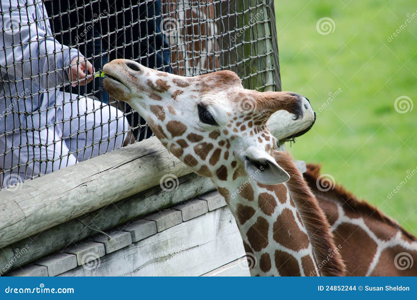 Giraffe being hand fed stock photo. Image of closeup - 24852244