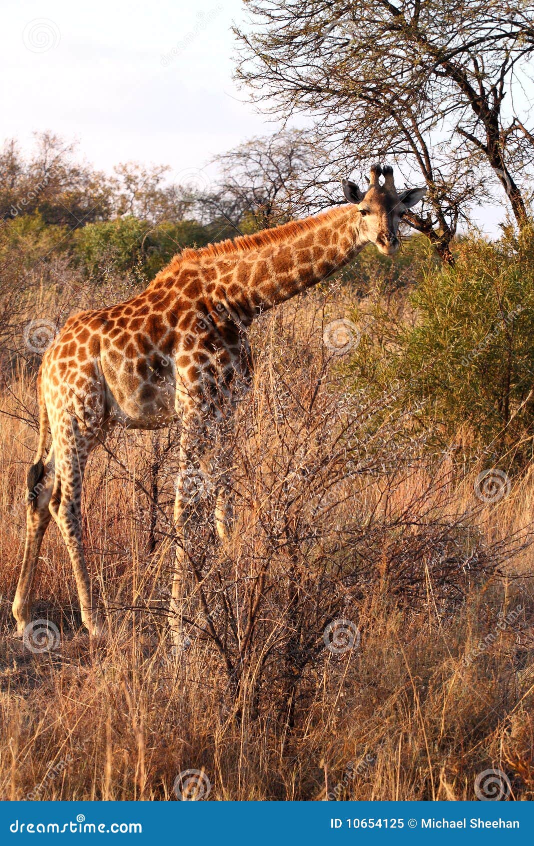 Giraffe bending forward stock image. Image of grassland - 10654125