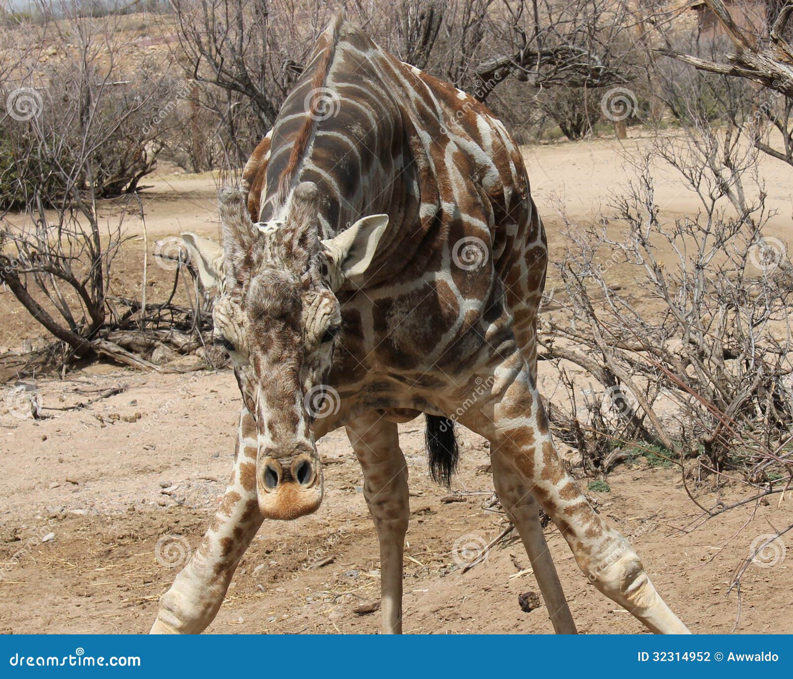 Giraffe bending over stock photo. Image of park, altitude - 32314952