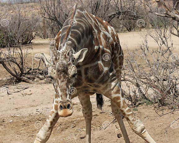 Giraffe bending over stock photo. Image of park, altitude - 32314952