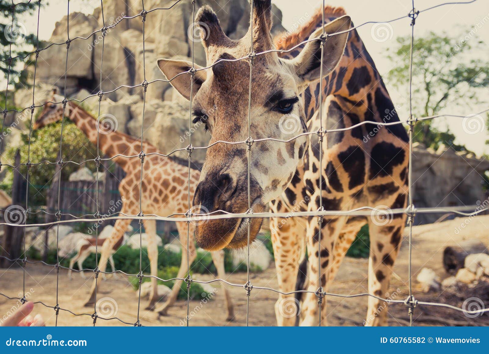 Giraffe Bends Down and Looks into the Camera through a Fence Stock ...