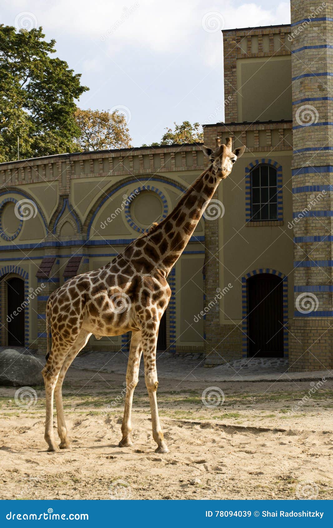 Giraffe in Berlin Zoo stockbild. Bild von blätter, bäume - 78094039