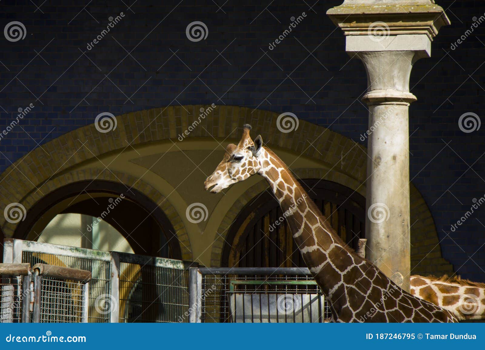 Giraffe in Berlin Zoo, Germany Stock Image - Image of ruminant, acacia ...