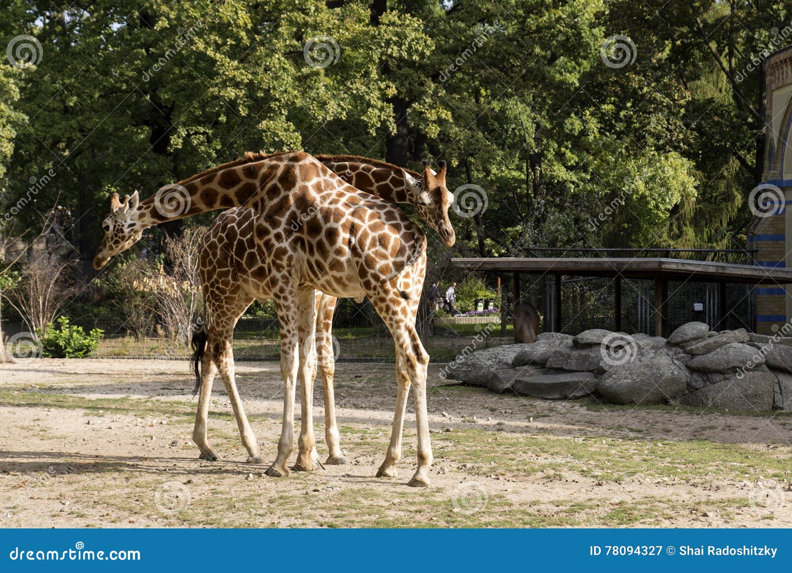 Giraffe in Berlin Zoo stock image. Image of looking, giraffe - 78094327