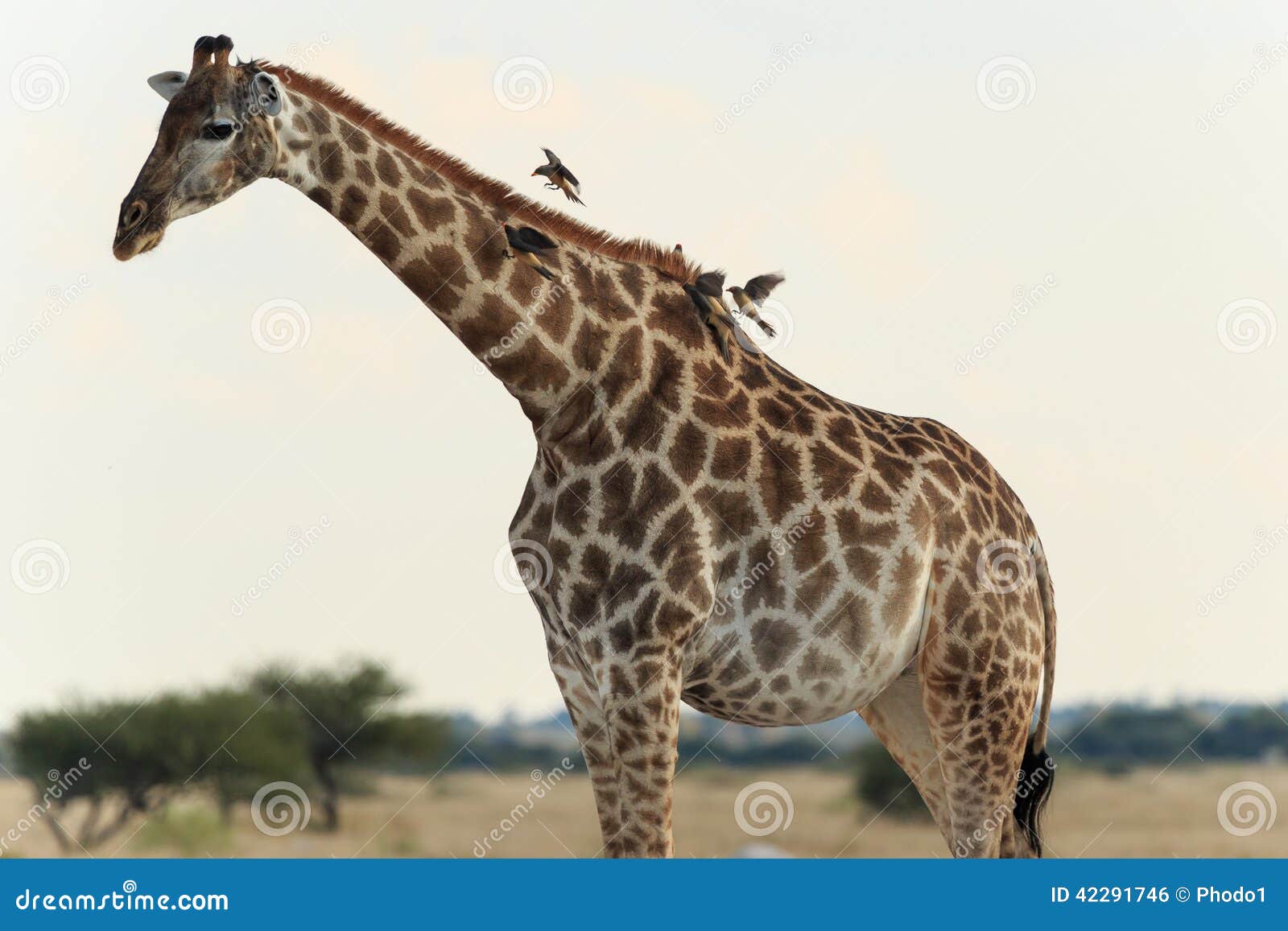 Flying Giraffe Stock Photo | CartoonDealer.com #44169714