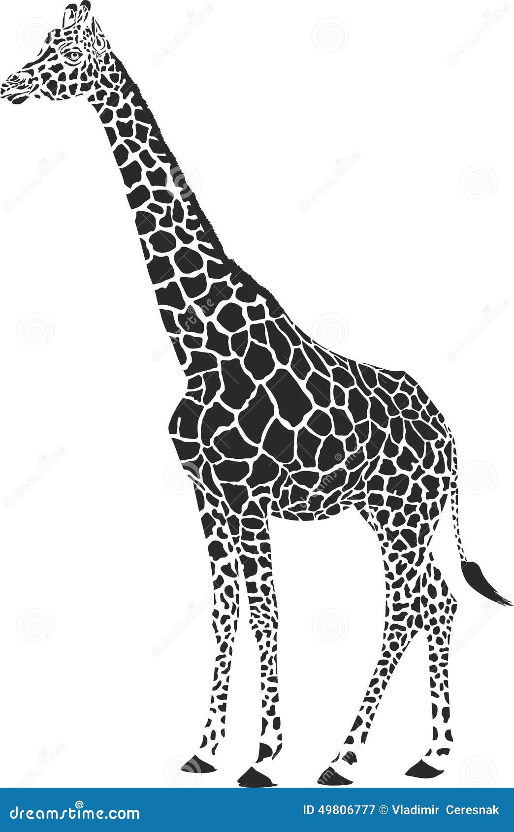 Giraffe black and white stock vector. Illustration of wild - 49806777