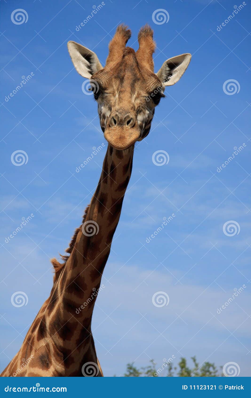 Giraffe blue sky stock image. Image of neck, animal, blue - 11123121