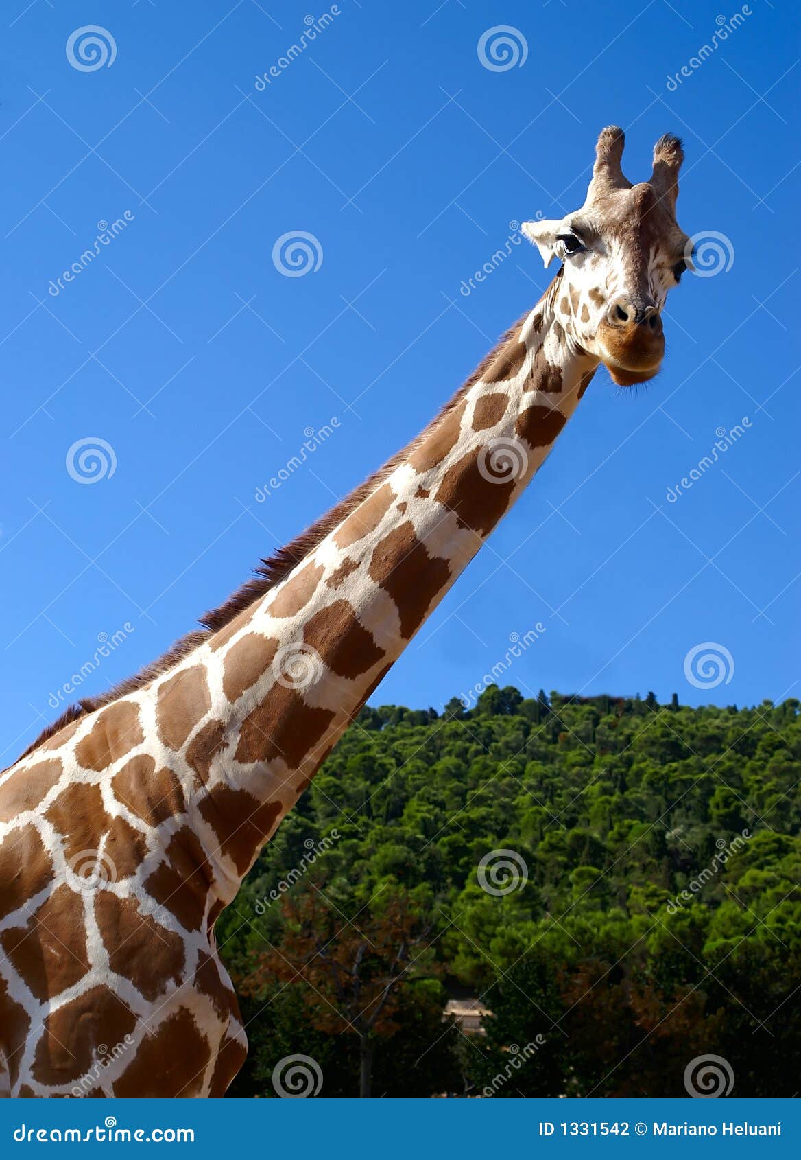 Giraffe on blue sky stock photo. Image of tall, giraffes - 1331542