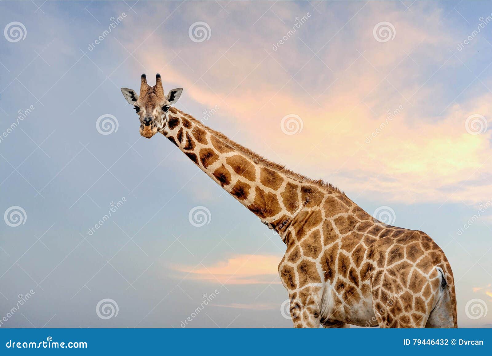 Giraffe with Blue Sky Background Stock Photo - Image of nature, face ...