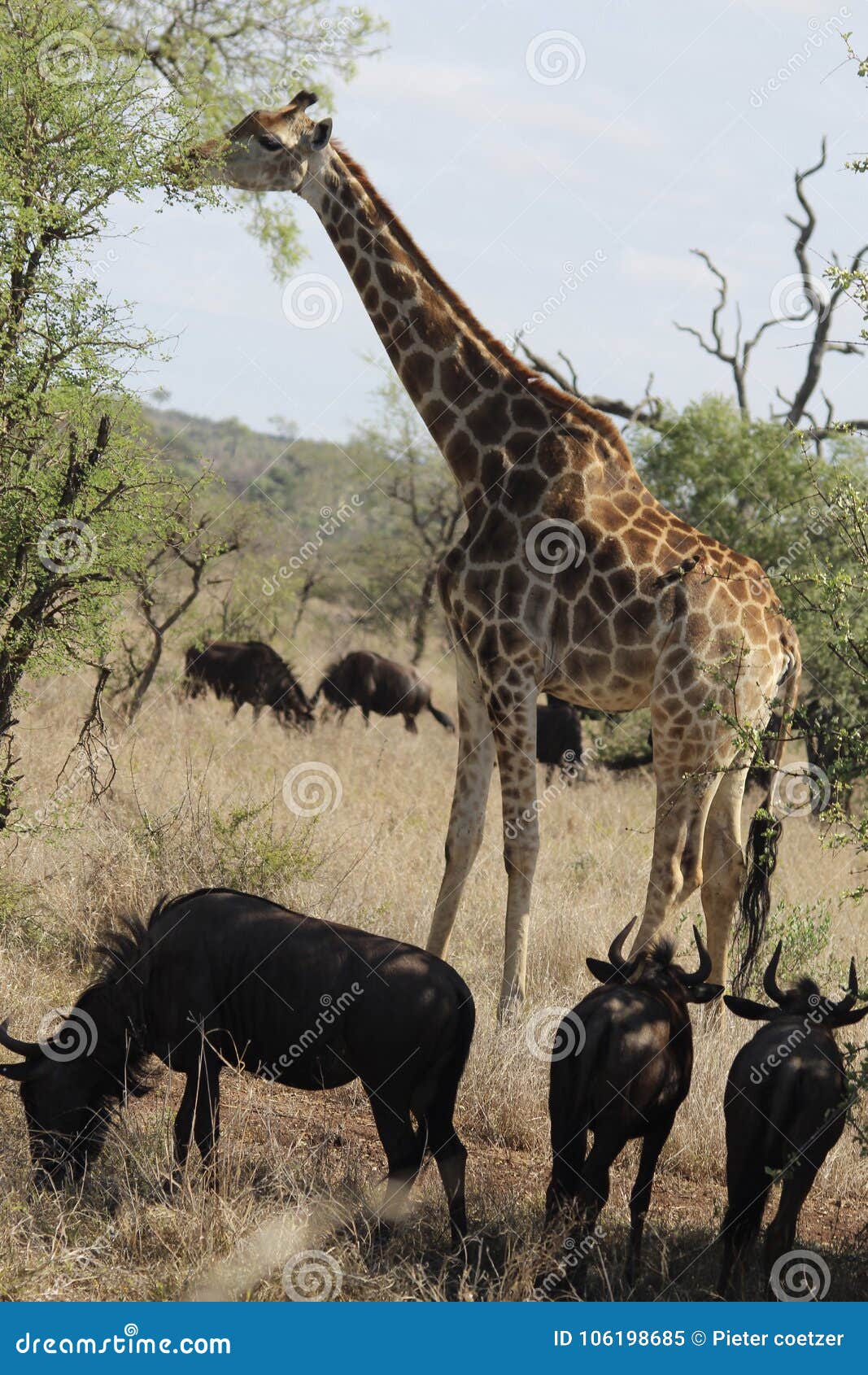 Giraffe with Blue Wildebees Stock Image - Image of wildebees, afternoon ...