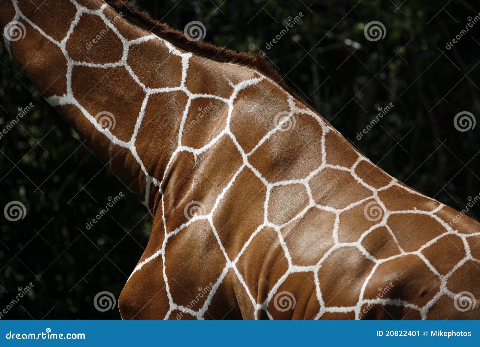 Giraffe Body stock image. Image of spots, wilderness - 20822401