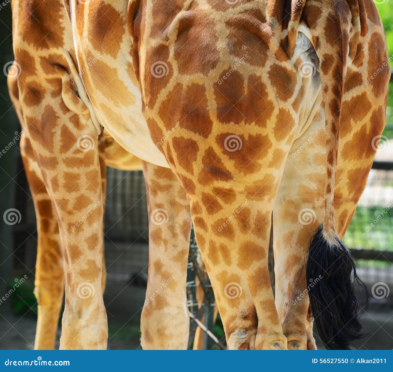 Giraffe Body Seen Behind Stock Photos - Free & Royalty-Free Stock ...
