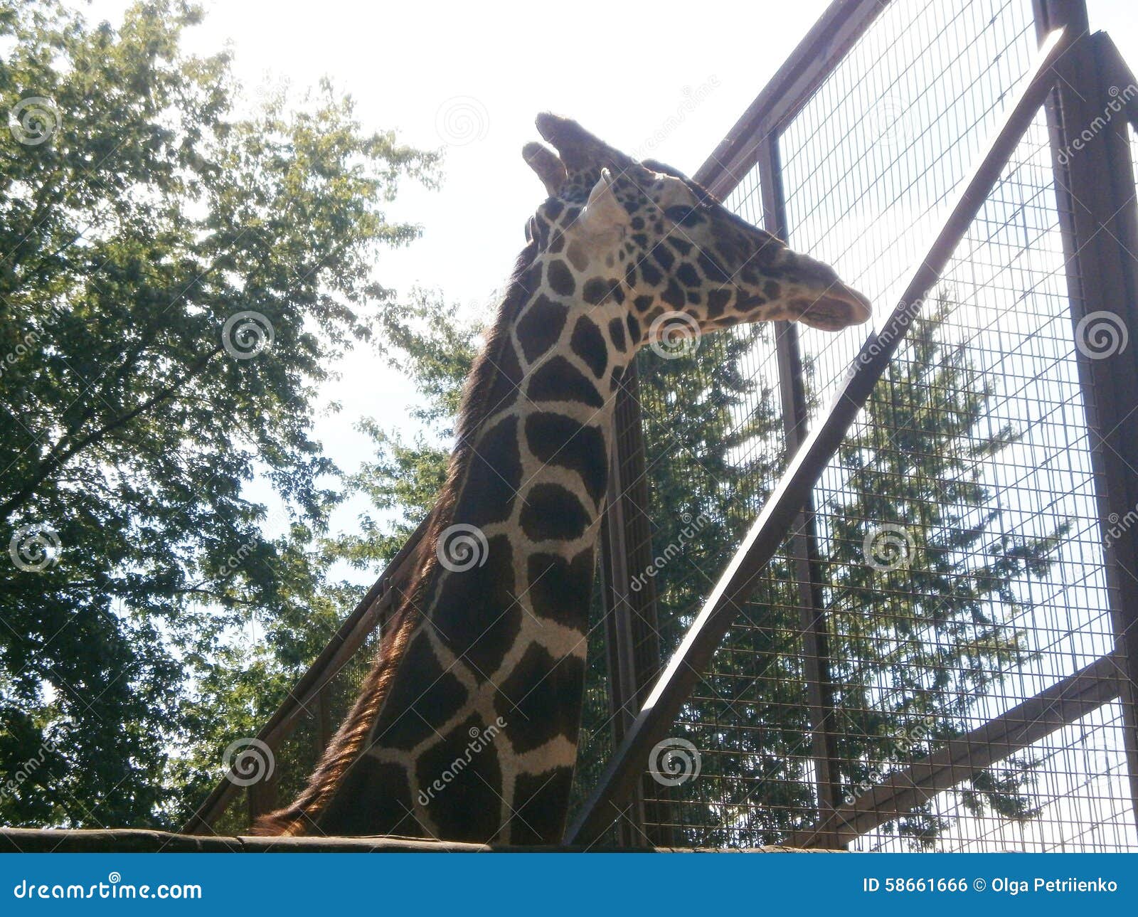 Giraffe stock photo. Image of nature, african, wood, spot - 58661666