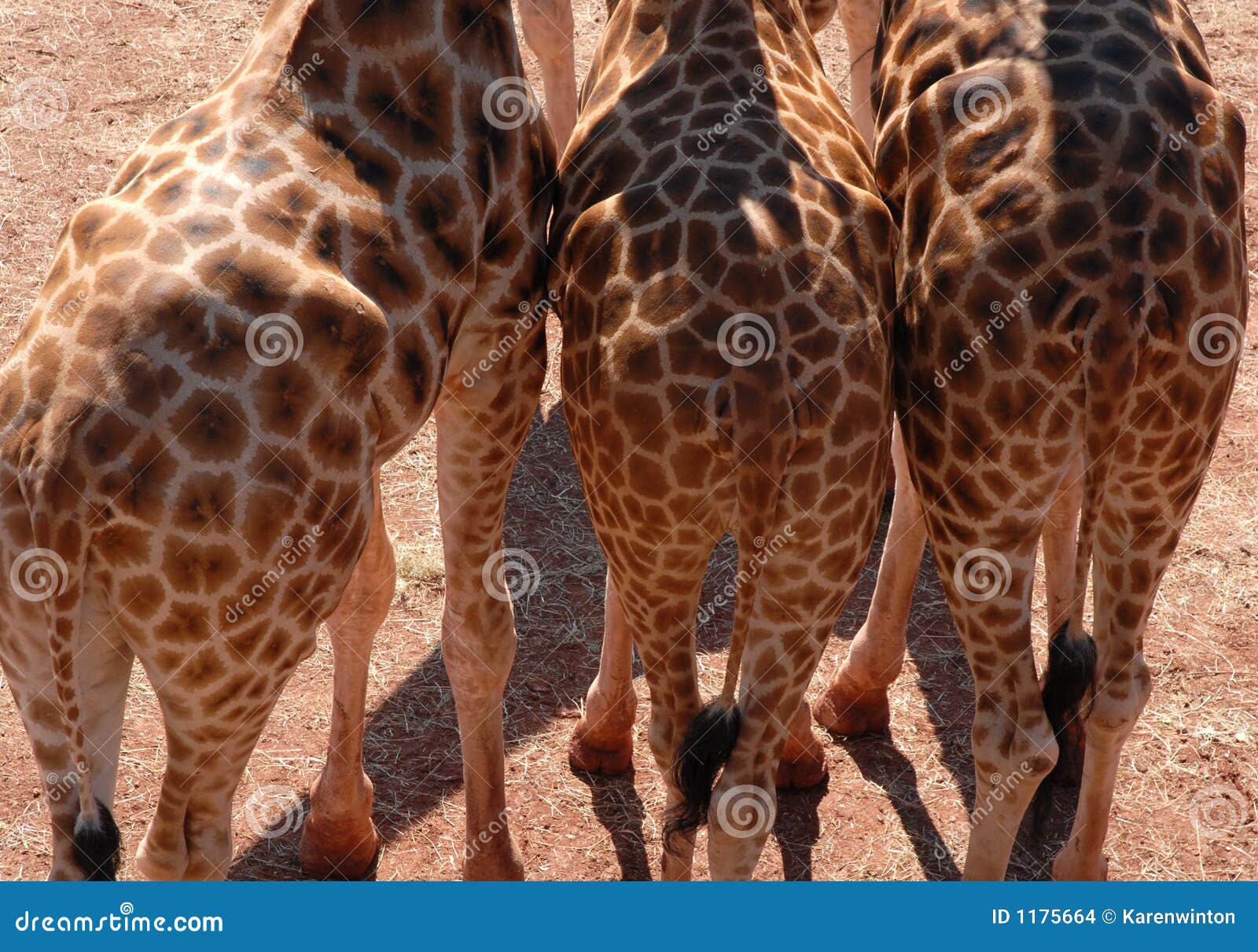 Giraffe bottoms stock photo. Image of animal, rear, pattern - 1175664