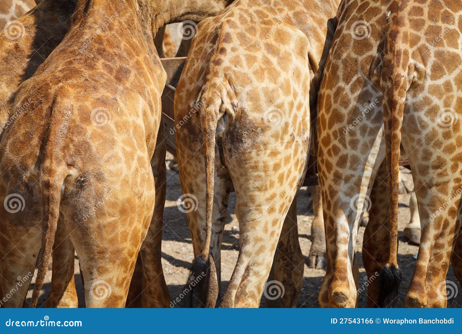 Giraffe bottoms stock photo. Image of animal, africa - 27543166