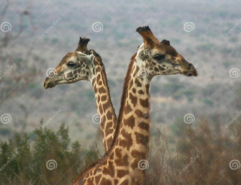 Giraffe boys 2,04 stock image. Image of mara, xtreme, safari - 61427