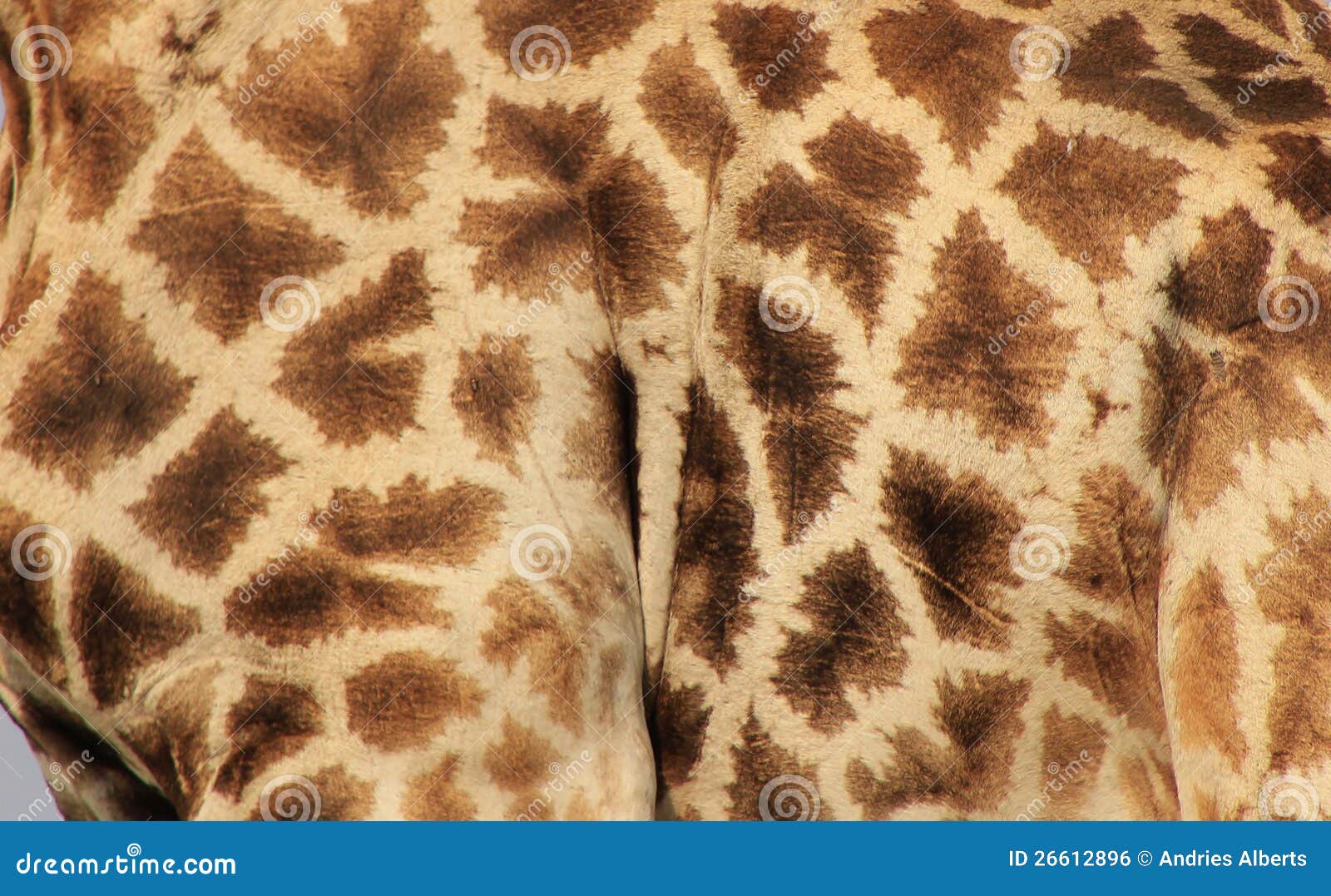 Giraffe Split Drinking Namibia Etosha Stock Image | CartoonDealer.com ...