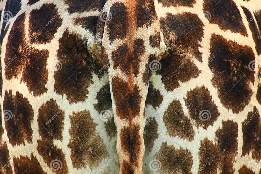 Giraffe stock image. Image of neck, mammal, closeup, brown - 14173949