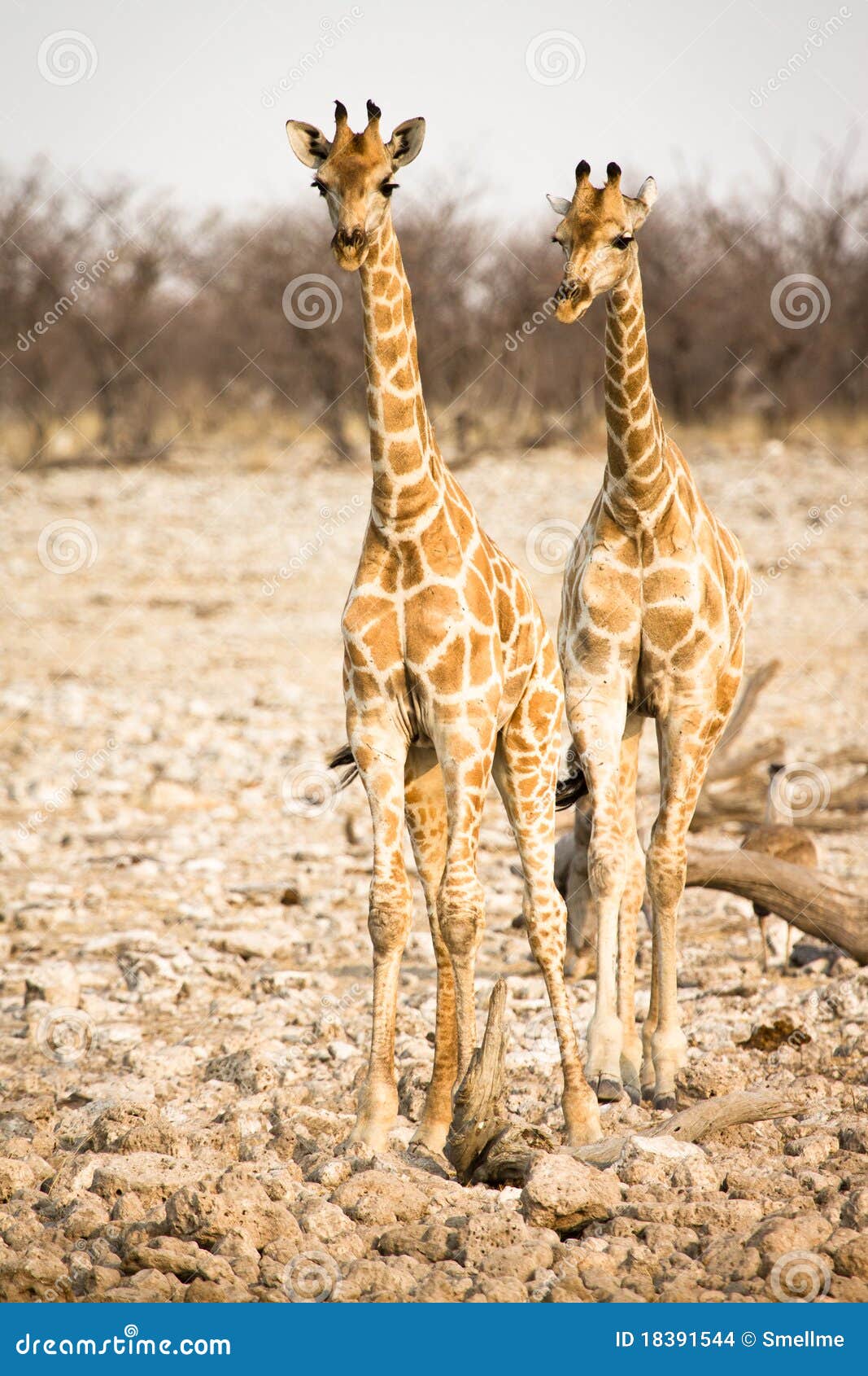 Giraffe with calf stock photo. Image of looking, small - 18391544