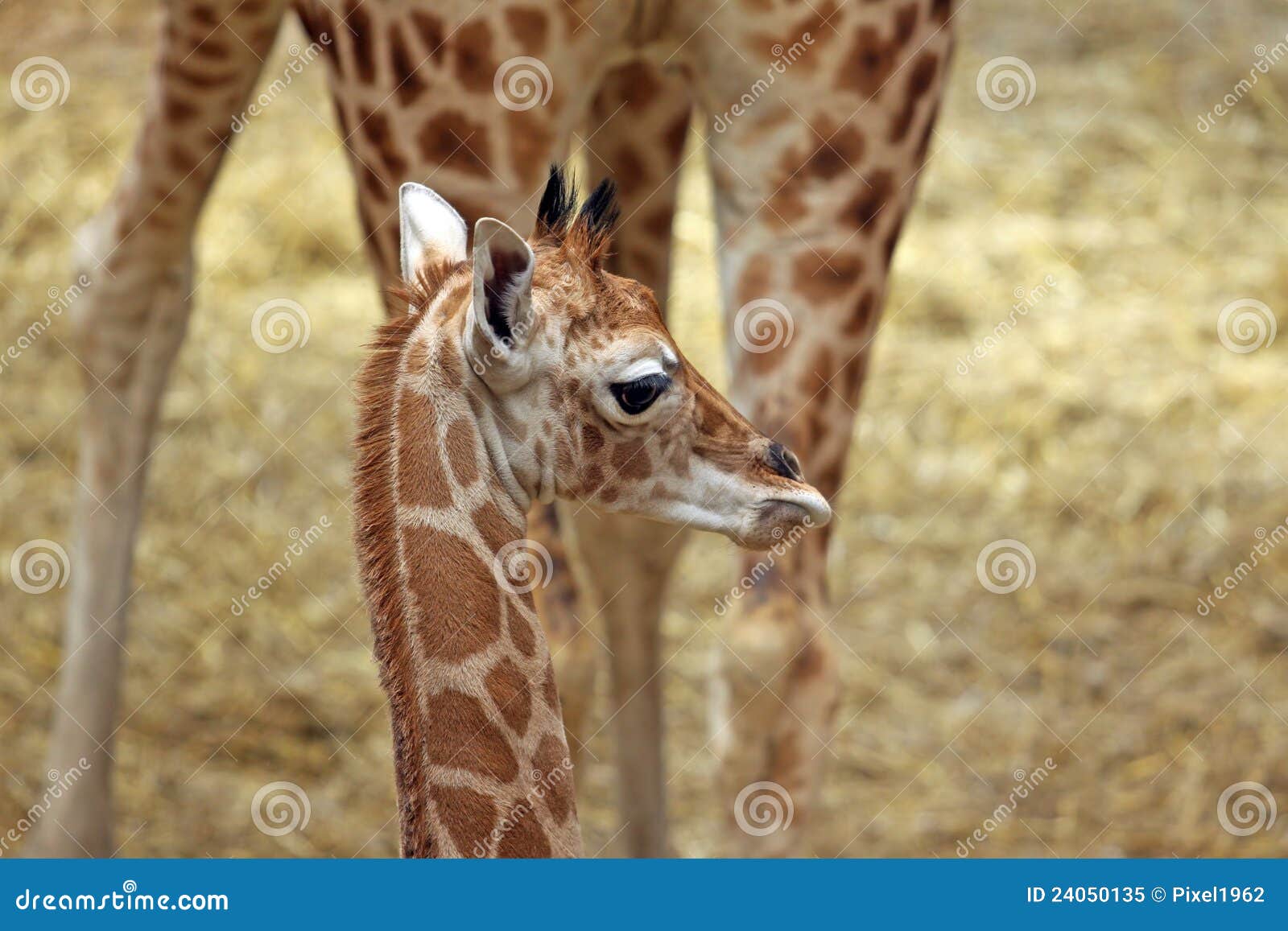 Giraffe with calf stock image. Image of breeding, black - 24050135