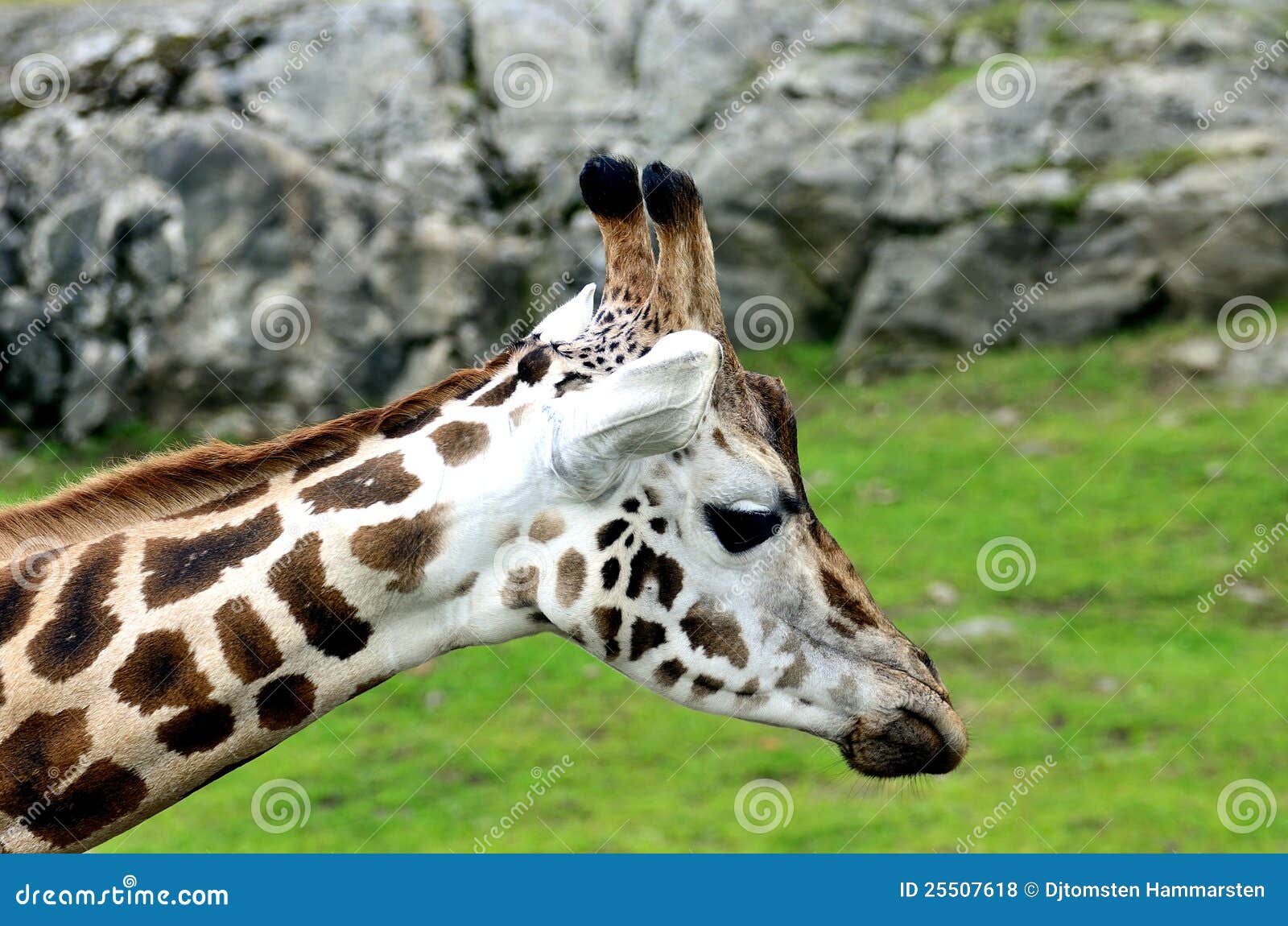 Giraffe, camelopardalis stock photo. Image of side, kenya - 25507618