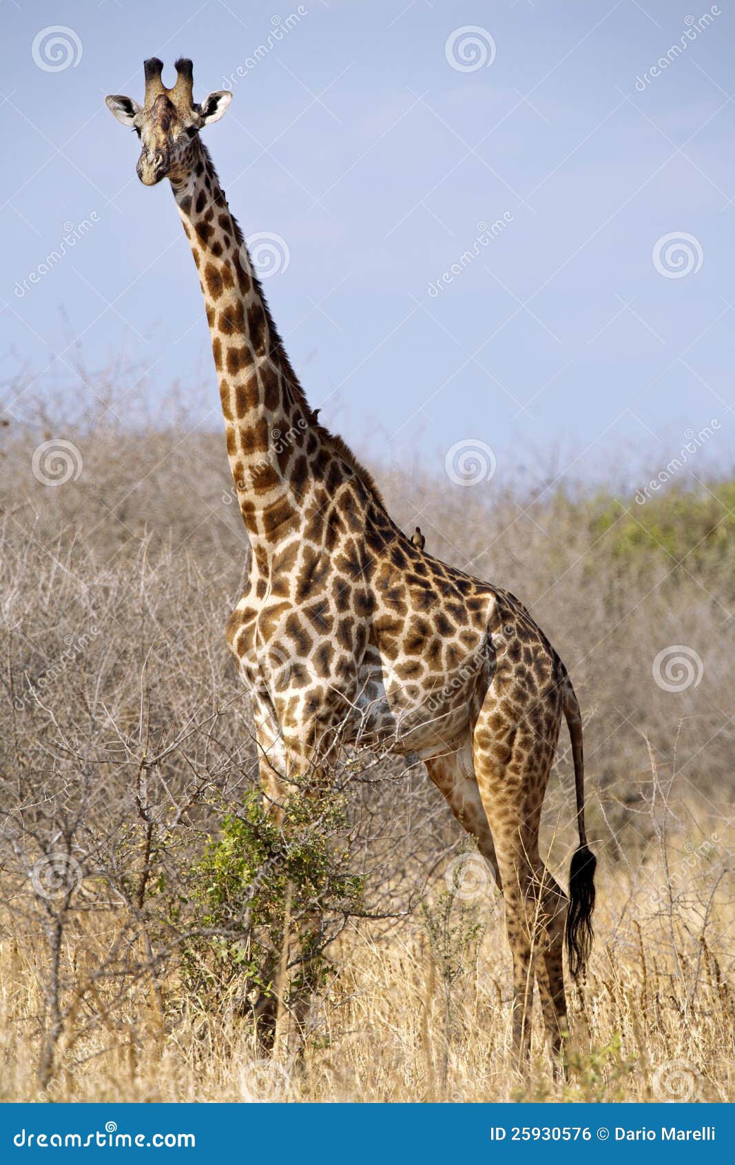 Giraffe camelopardalis stock photo. Image of wild, nature - 25930576