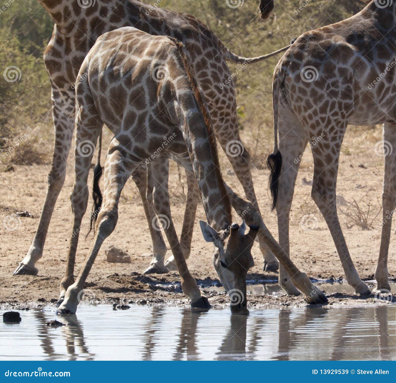 Giraffe (camelopardalis Do Giraffa) Imagem de Stock - Imagem de ...