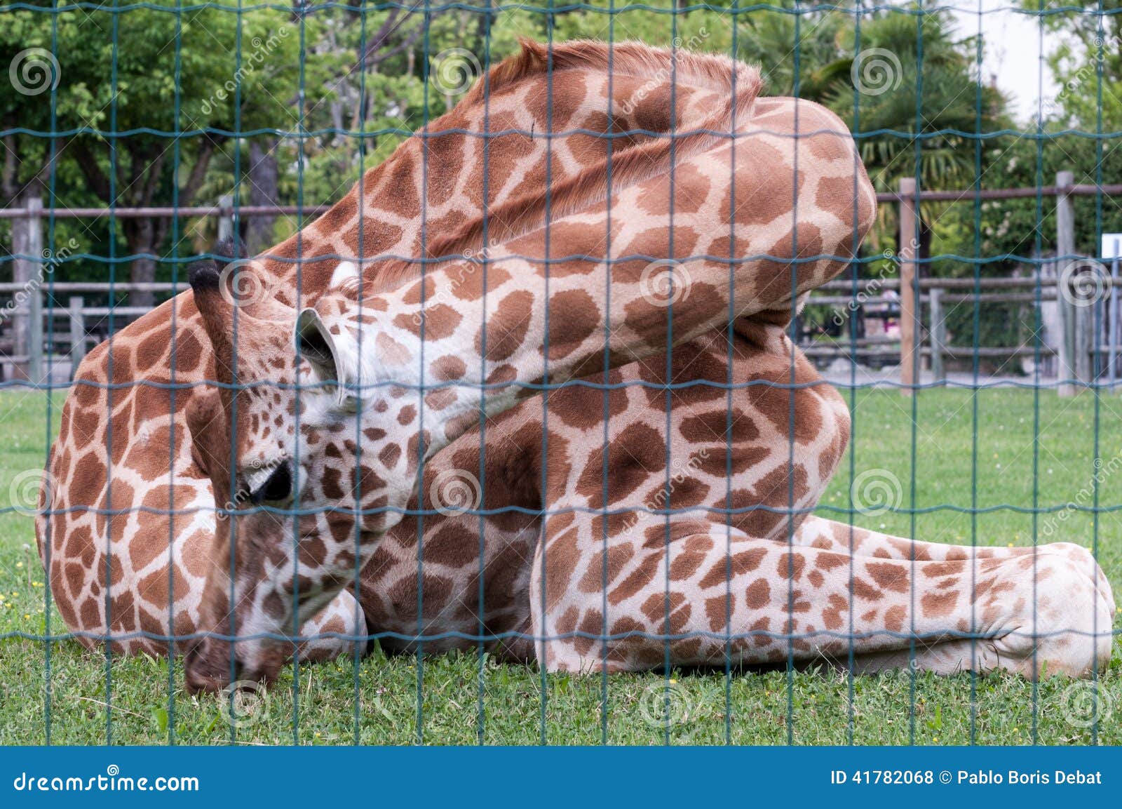 Giraffe in Captivity Behind the Grid Stock Photo - Image of neck, slim ...