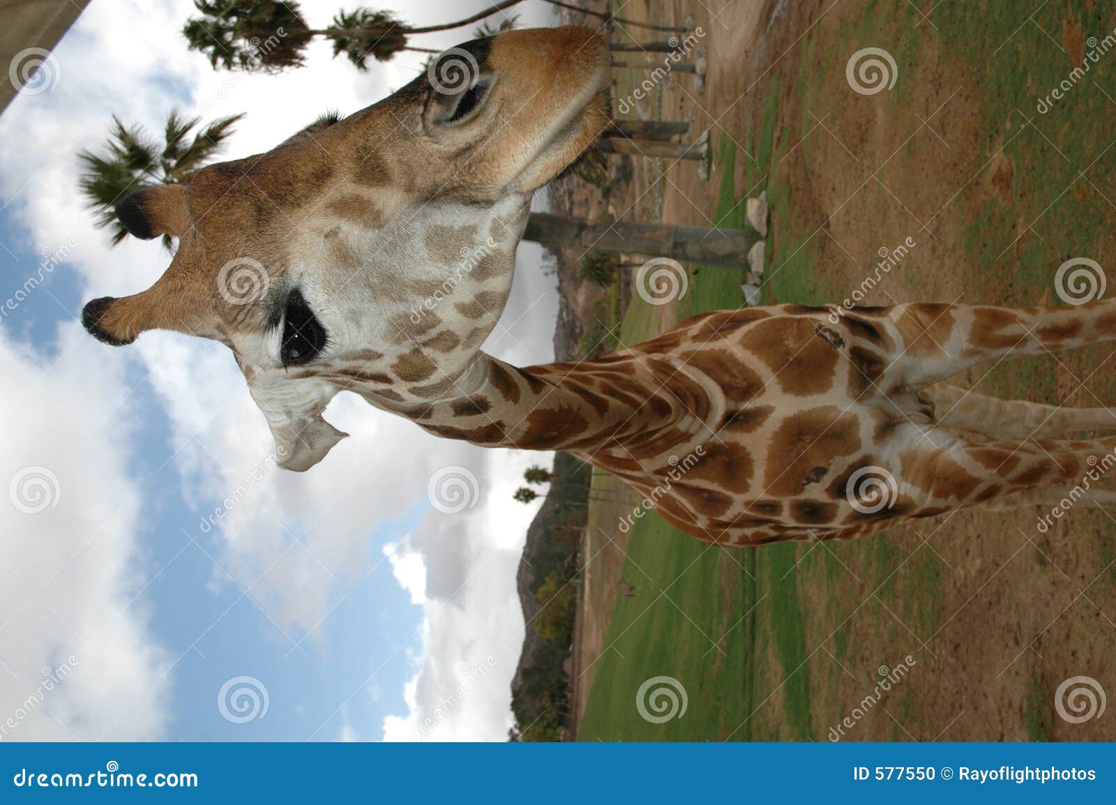 Giraffe at caravan stock photo. Image of trees, caravan - 577550