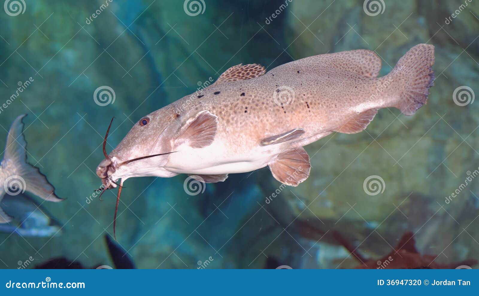Giraffe Catfish