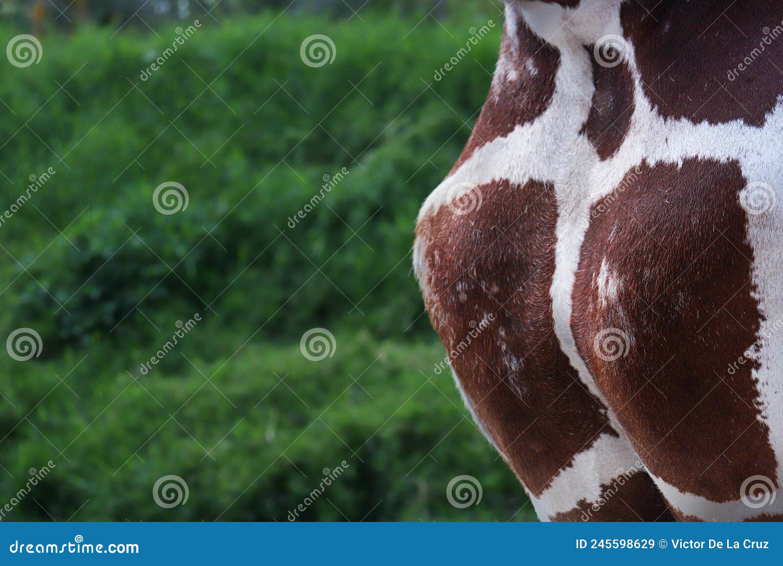 Giraffe chest and texture stock image. Image of wildlife - 245598629