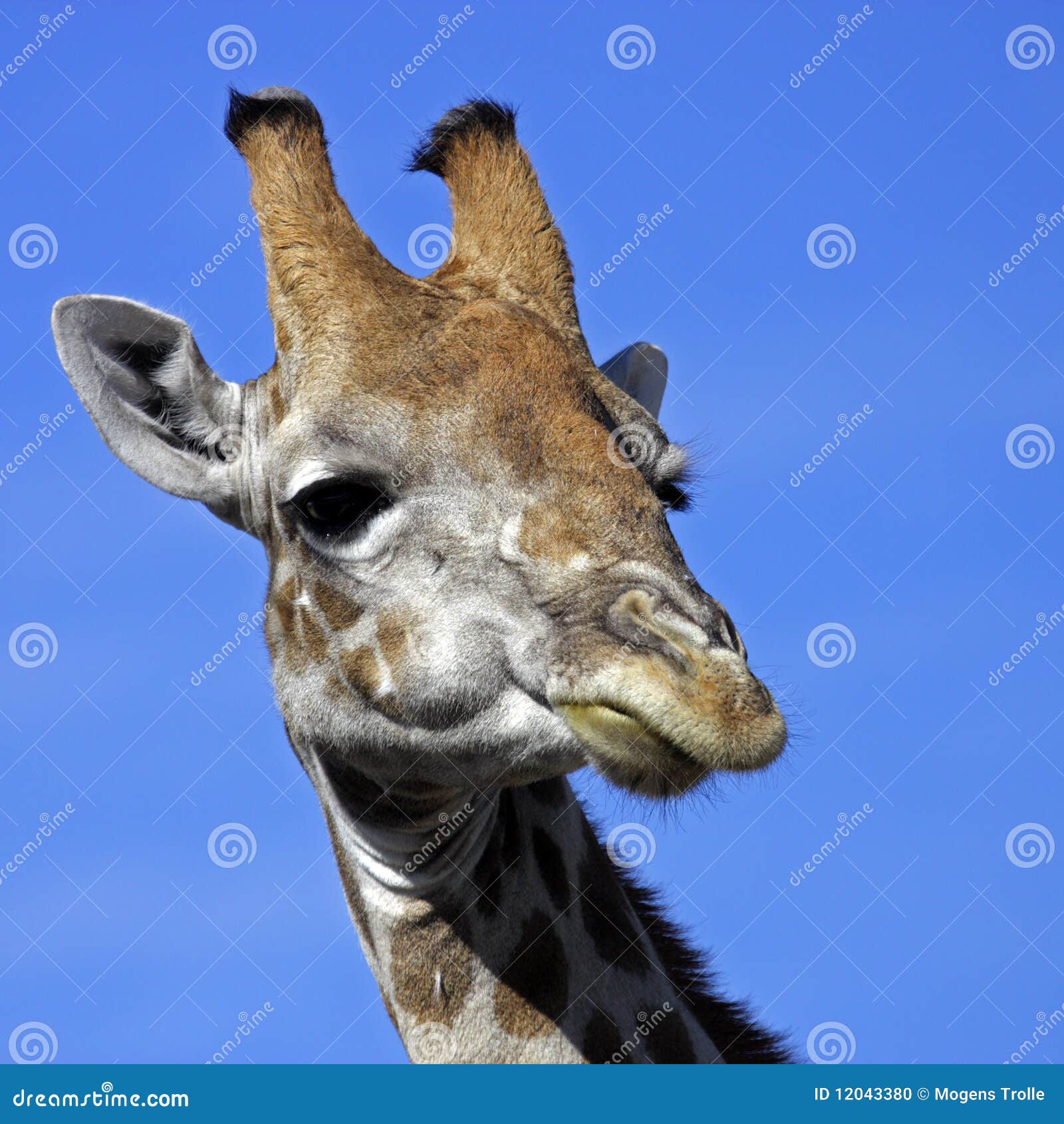 Giraffe chewing stock photo. Image of park, giraffe, etosha - 12043380