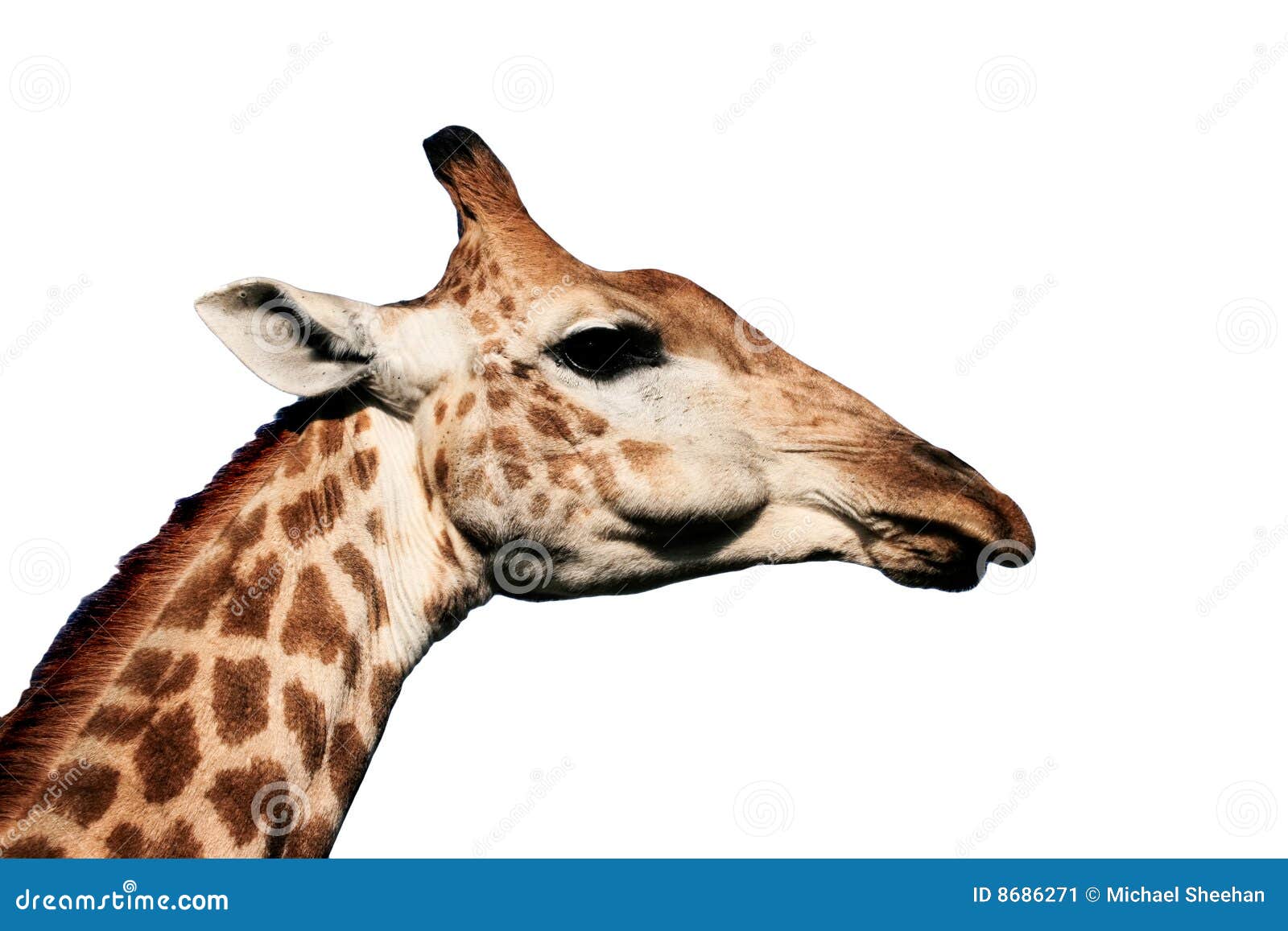 Giraffe chewing stock image. Image of snack, nose, listen - 8686271