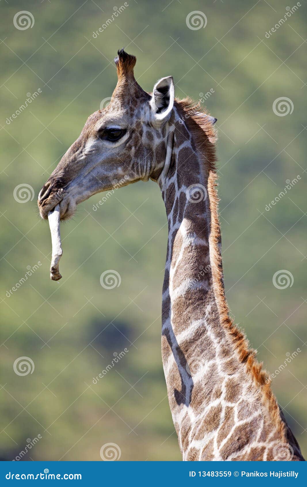Giraffe chewing bone 1 stock image. Image of bone, giraffa - 13483559