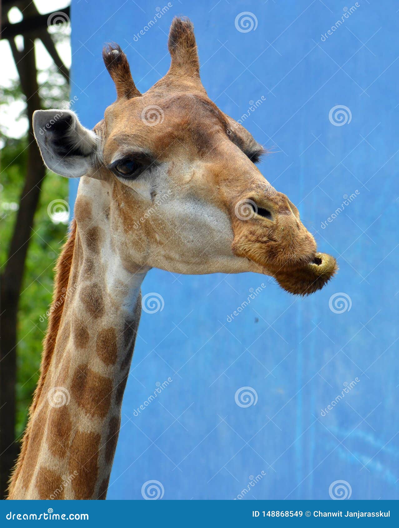 Giraffe Chewing Food Stock Photos - Download 108 Royalty Free Photos