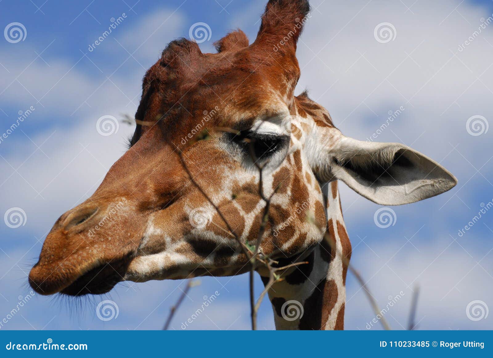 Giraffe Chewing Leaves stock image. Image of twig, mammal - 110233485