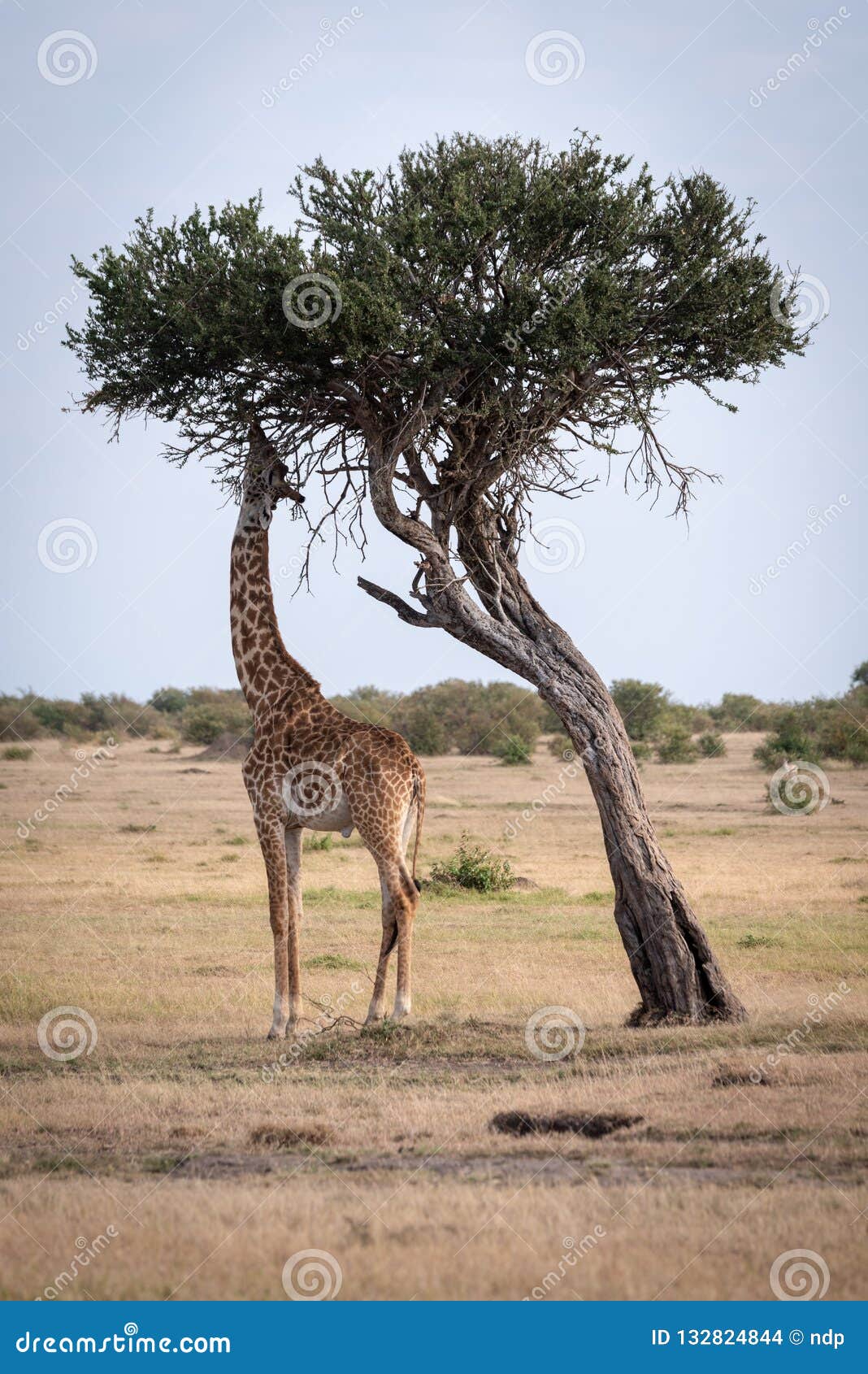Giraffe Chewing Leaves from Tree on Savannah Stock Photo - Image of ...