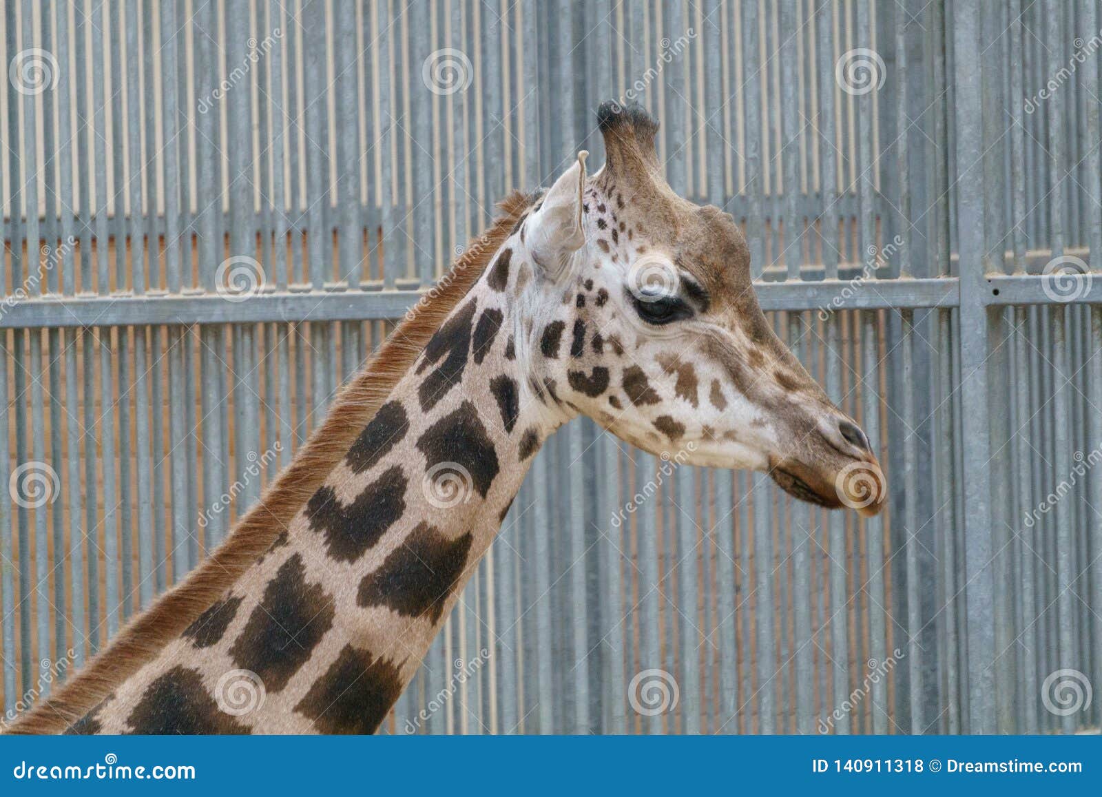 Giraffe Chewing and Licking at a Tree Stock Photo - Image of licking ...