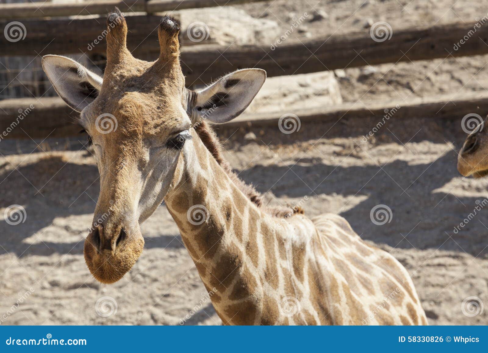 Giraffe child portrait stock photo. Image of park, baby - 58330826