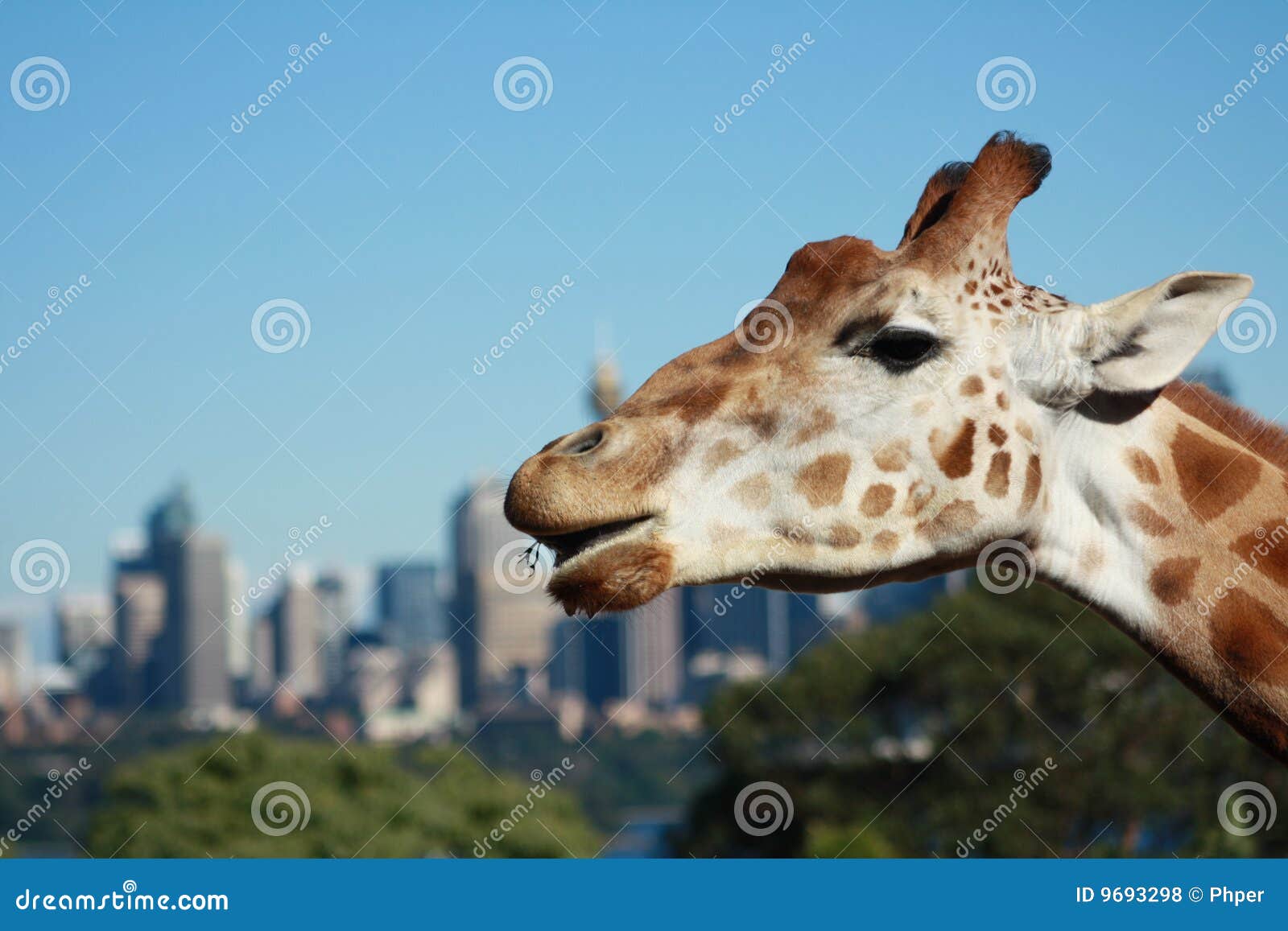 Giraffe and City stock photo. Image of sight, sydney, head - 9693298