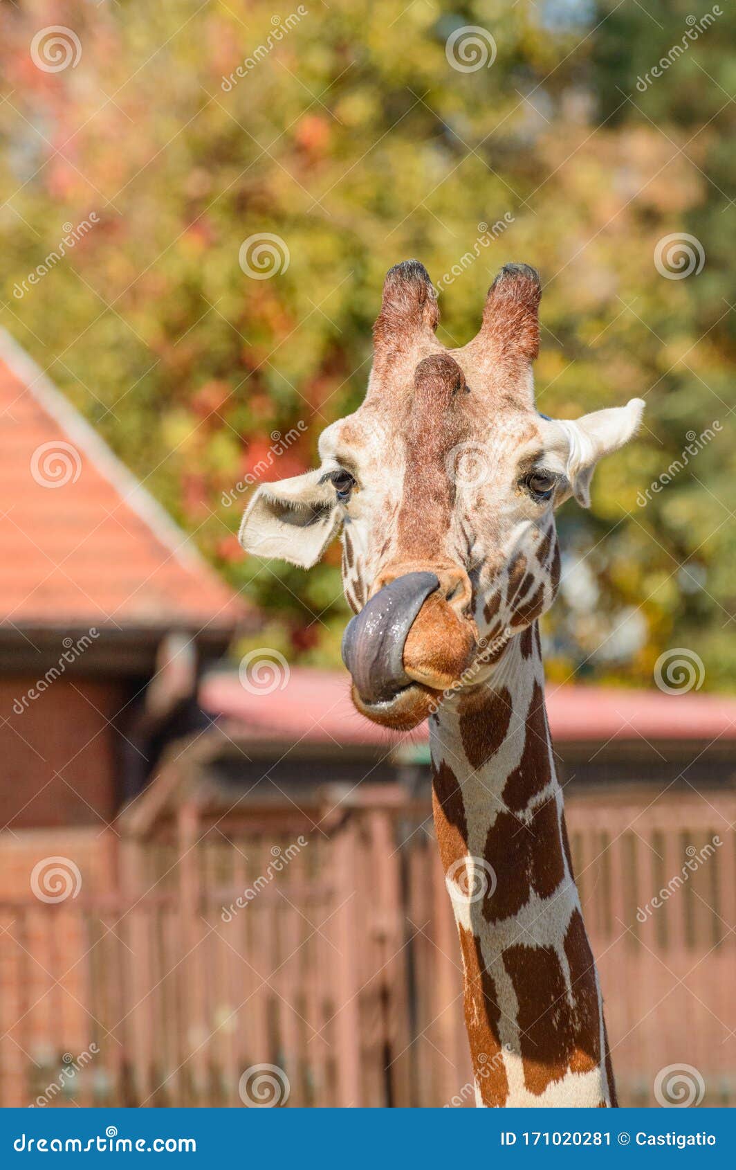The Giraffe Cleans Its Mouth with a Long Dark Tongue Stock Image ...