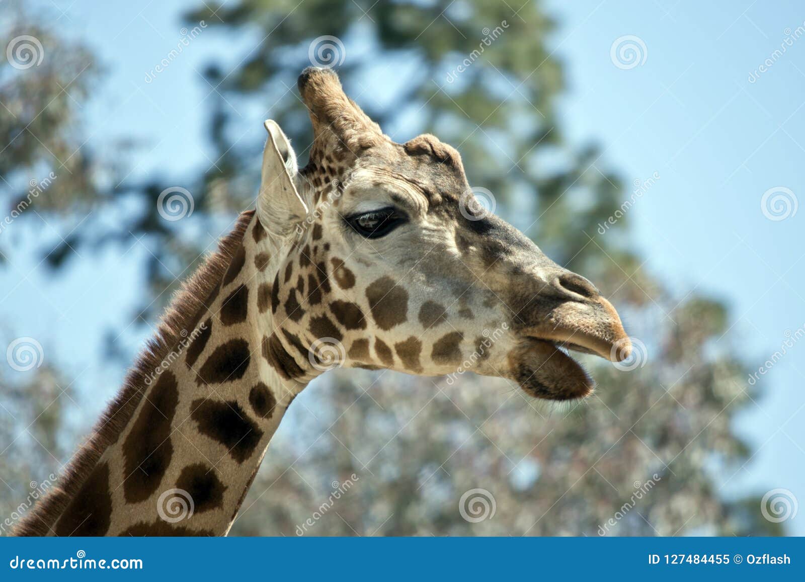 Giraffe side view stock image. Image of brown, eyes - 127484455
