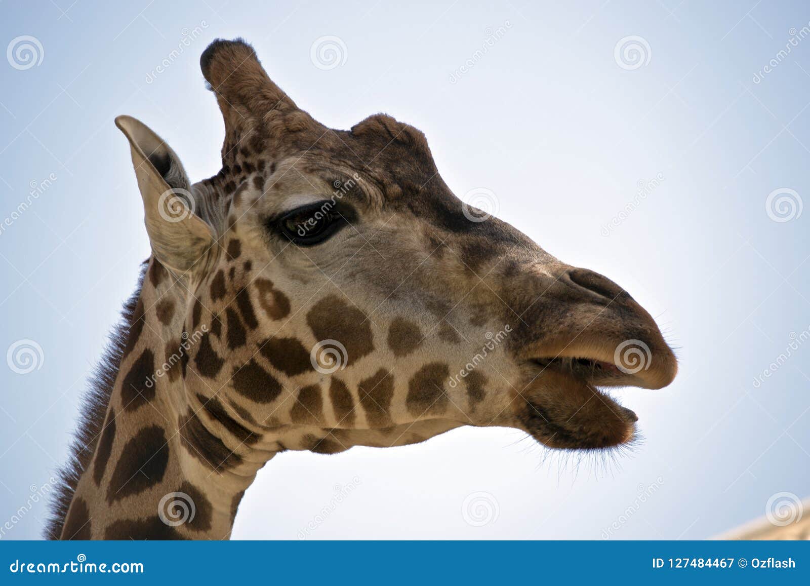 Giraffe side view stock image. Image of chin, brown - 127484467