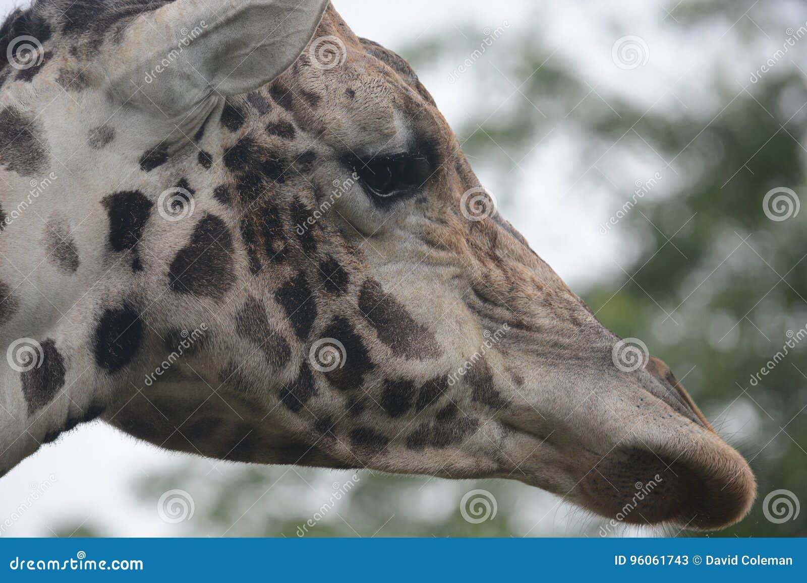 Giraffe stock image. Image of spotted, goofy, face, close - 96061743