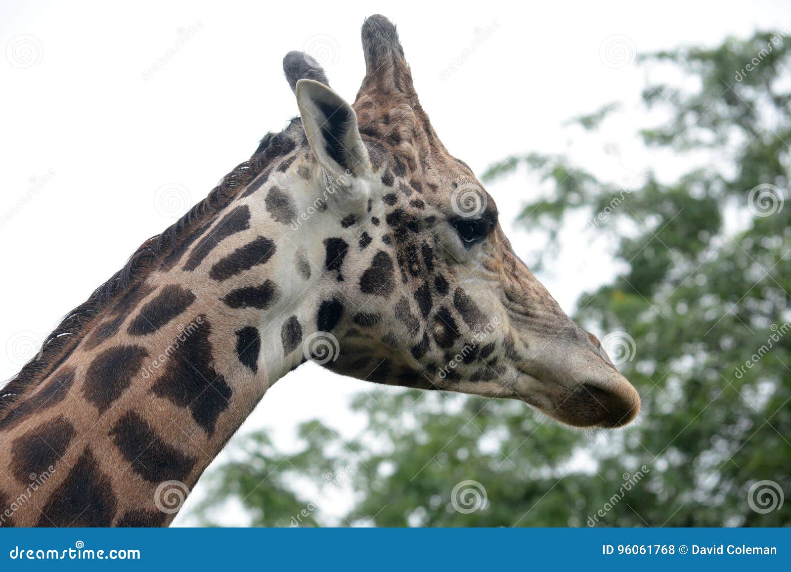 Giraffe stock photo. Image of outdoor, comical, face - 96061768